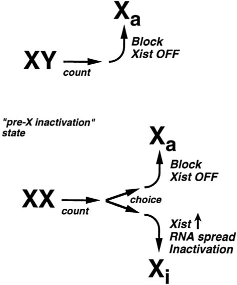 X Chromosome Inactivation Xist And Pursuit Of The X Inactivation
