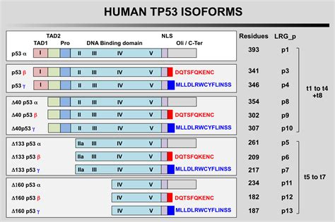 The Tp53 Website Tp53 Proteins