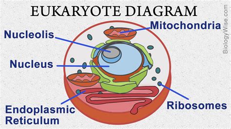 Eukaryotic Cell Structure