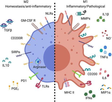 Frontiers Cross Talk Between Alveolar Macrophages And Lung Epithelial