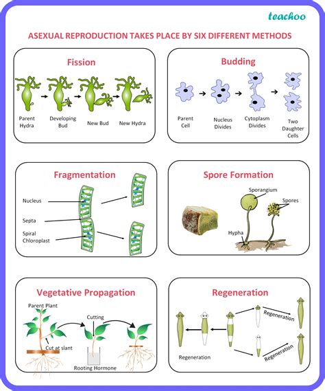 [biology Class 10] What Is Sexual Reproduction Overview Advantages