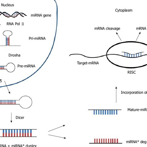 Schematic Representation Of Mirna Biogenesis Mirna Genes Are