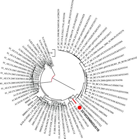 Characterization Of A Novel Hiv 1 Recombinant Form Crf01 Ae Crf07 Bc