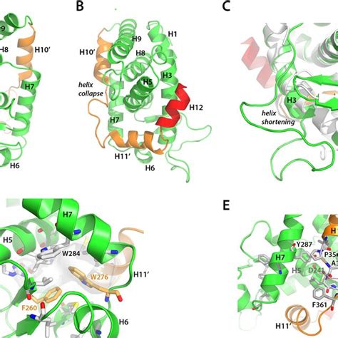 Crystal Structure Of The Amphioxus Nr7 Ligand Binding Domain Lbd A