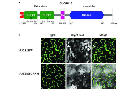 Protein Structure Model And Subcellular Localization Of Gbcrk18 A