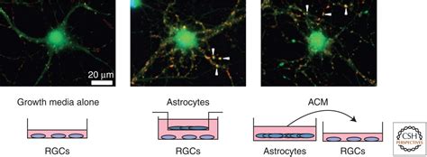 Astrocytes Control Synapse Formation Function And Elimination