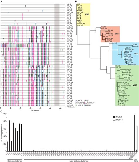 Analysis Of Antibody Sequences Obtained By Inverse Pcr A The