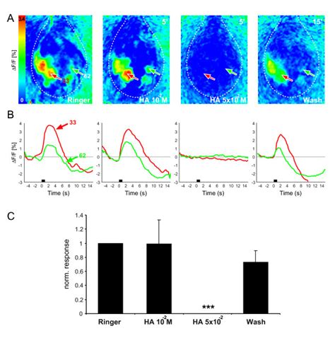 Influence Of Histamine On The Odor Induced Compound Responses Of The