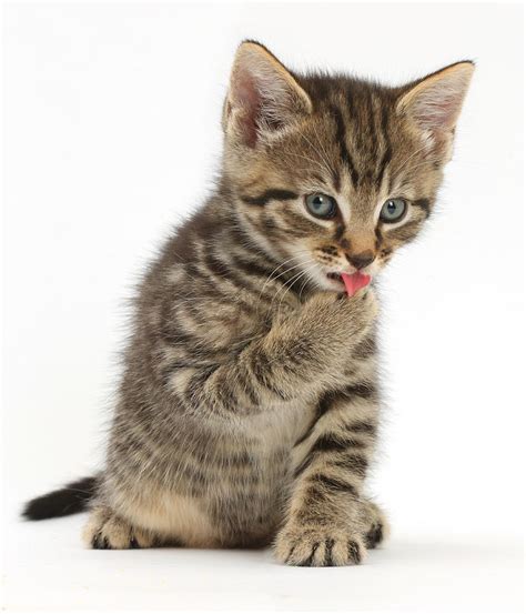 Tabby Kitten Sitting And Licking A Paw Photograph By Mark Taylor Pixels
