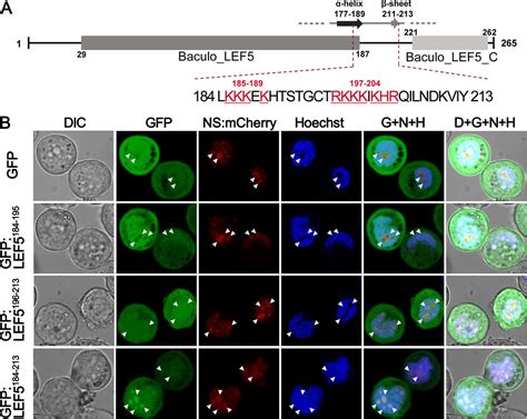 Identification And Characterization Of The Nucleolar Localization