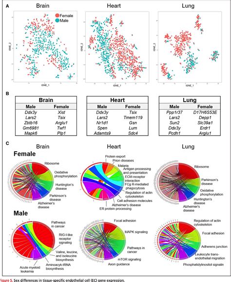 Figure 5 From Single Cell Rna Seq Unveils Unique Transcriptomic