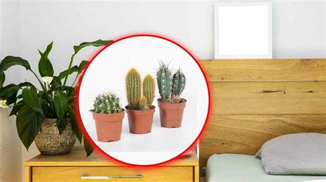 Pourquoi Vous Devriez Garder Un Cactus Dans Votre Chambre à Coucher