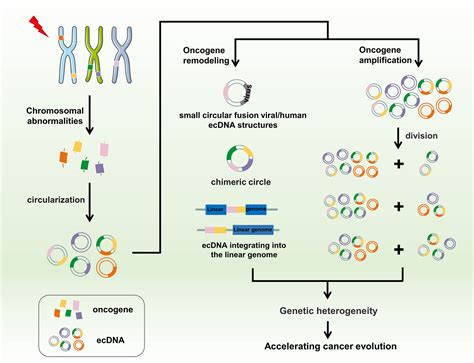 Frontiers Extrachromosomal Circular Dna A New Target In Cancer