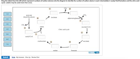 drag the labels onto the diagram to identify the stages of