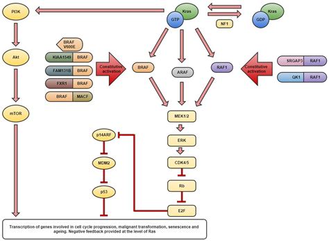 Frontiers Current Understanding Of Braf Alterations In Diagnosis