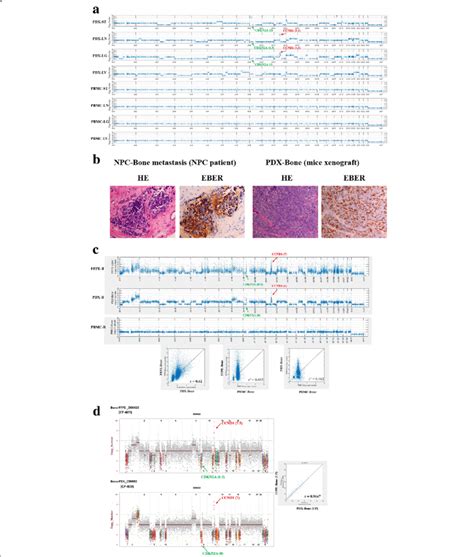 Genetic Alterations In Npc Pdx Tumors A Copy Number Variations Cnv