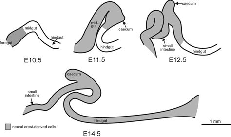 Enteric Neural Crest‐derived Cells Origin Identification Migration