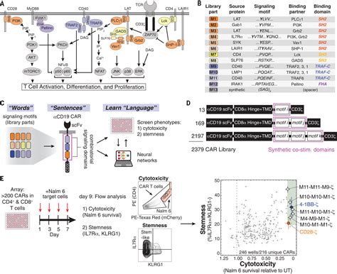 Decoding Car T Cell Phenotype Using Combinatorial Signaling Motif