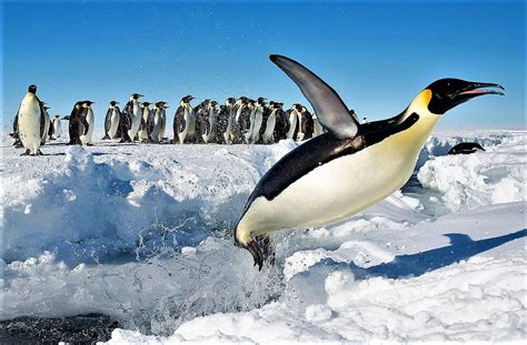 El Pingüino Emperador Puede Estar En Peligro De Extinción