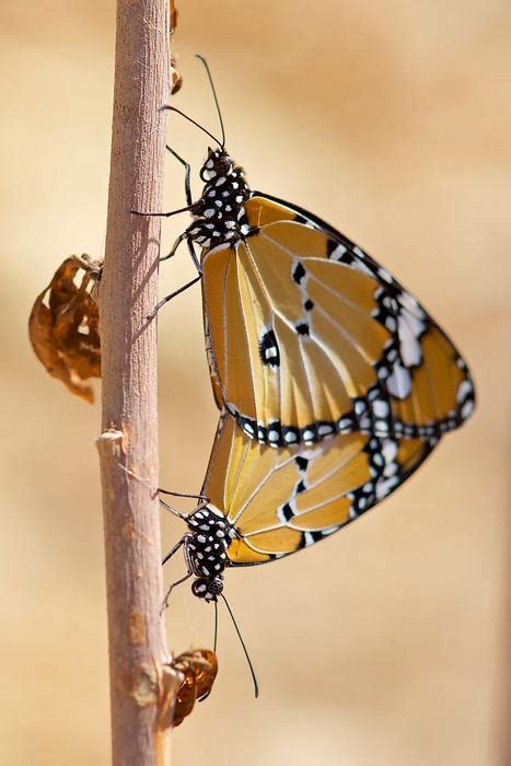 Butterflies And Moths Share Ancient ‘blocks Eurekalert