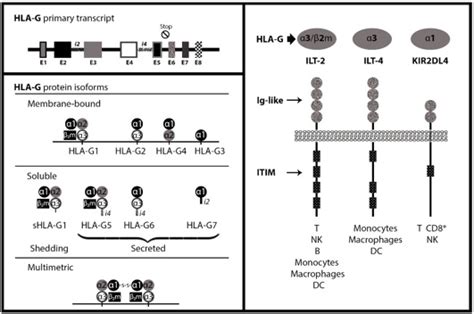 Factors Affecting Hla Expression A Review Carey 2019 56 Off