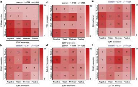 Full Article Bdnf Expression In Gists Predicts Poor Prognosis When