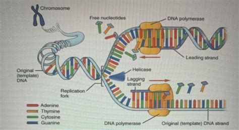 Draw A Labeled Schematic Sketch Of Replication Fork Of Dna Explain The