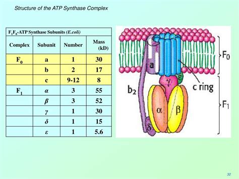 Ppt Biochemistry 3070 Powerpoint Presentation Free Download Id 4397222