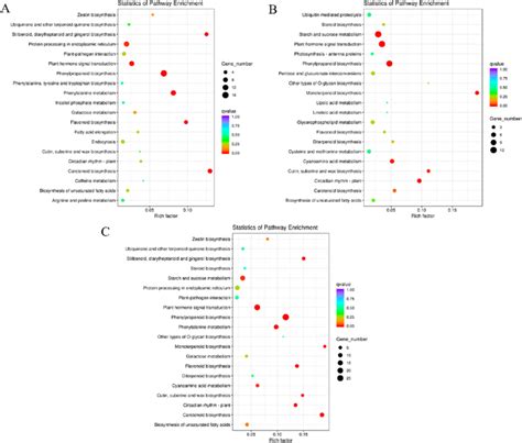 Kegg Pathway Enrichment Analysis Of The Annotated Degs A All Degs