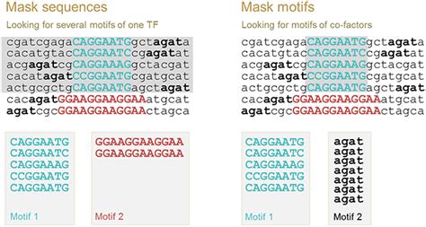 Frontiers Analysis Of Genomic Sequence Motifs For Deciphering