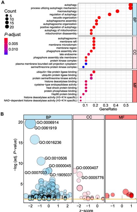 Identification And Validation Of Autophagy Related Genes In Chronic Ob