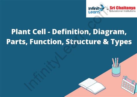 Plant Cell Definition Diagram Parts Function Structure And Types