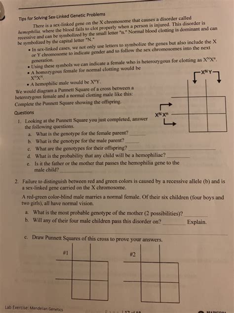 solved mendelian genetics homologous regions male making