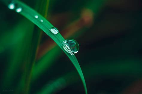Wallpaper Nature Grass Water Drops Green Dew Leaf Flower Drop