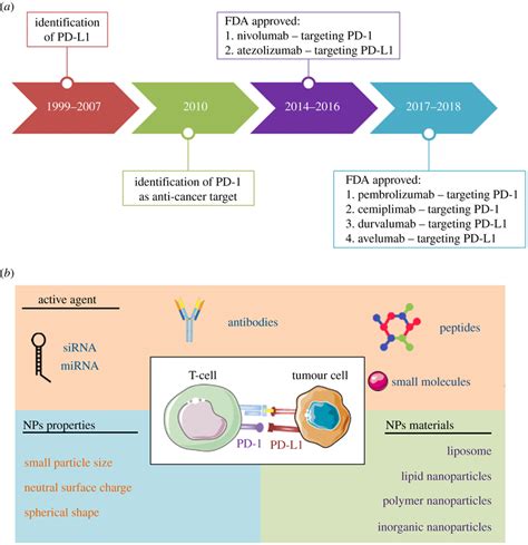 Pd 1 Pd L1 Targeted Anti Cancer Therapies A Timeline Of The