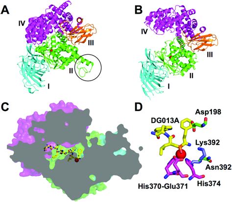 A Schematic Representation Of The Structure Of Erap2 Pdb Code 3se6
