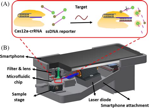 Coupling Smartphone And Crispr Cas12a For Digital And Multiplexed