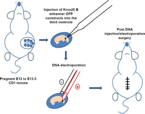 Schematic Illustration Depictingin Uteroinjection And E Open I