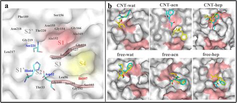 Structure Of Subtilisin Active Region And Substrate Binding Modes After