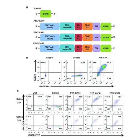 Ptk7 Car Generation Cell Surface Expression And Transduction Of