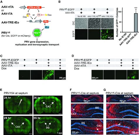 Trans Complementation Of Prv Replication And Trans Synaptic Transport