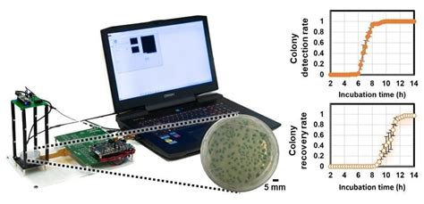 Deep Learning Accelerates The Detection Of Live Bacteria Using Thin