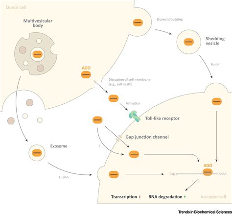 Extracellular Mirna A Collision Of Two Paradigms Trends In