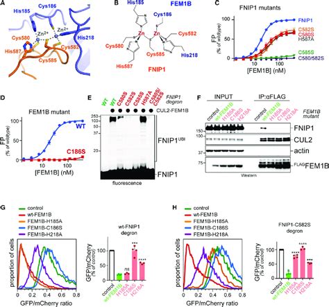 Zinc Coordination Is Essential For Substrate Recognition By Cul2 Fem1b