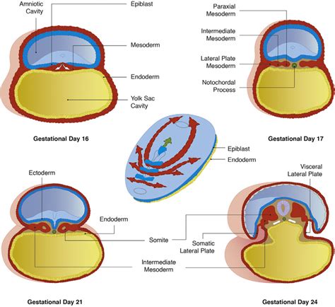 Formation Of Mesoderm Formation And Segregation Of The Mesodermal Germ