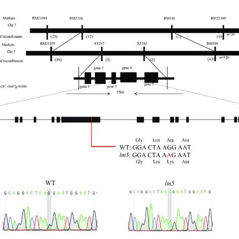 Candidate Gene Localization A In Mapping Cloning And Gene Mapping Of