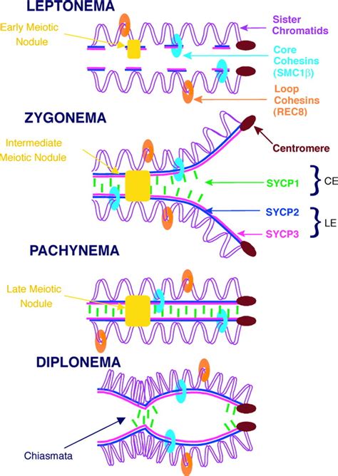 not all germ cells are created equal aspects of sexual