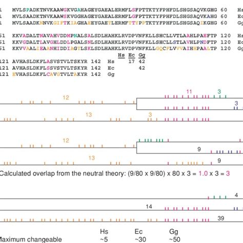The Overlap Feature Of Hemoglobin Beta In Macroevolution A Sequence