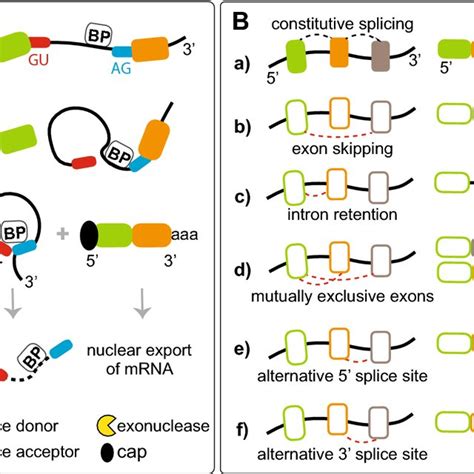Regulation Of Intron Retention By Cis And Trans Acting Elements Ir Is