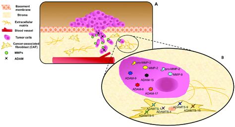 Mmps Adams And Adamts Expression And Release In Prostate Cancer And